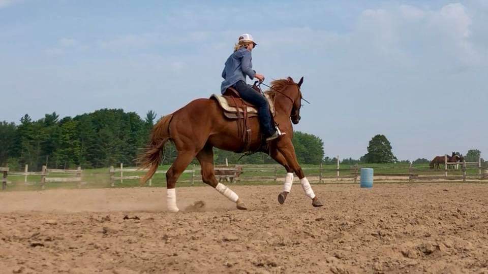 Teaching Your Horse to HUNT The Barrel – Emily Gernaat Performance Horses